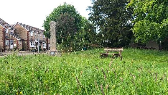 Wildlife-friendly verge approach welcomed in South East Cornwall ...